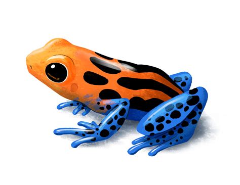 Free Poison Dart Frog Clipart Download Free Poison Dart Frog Clipart