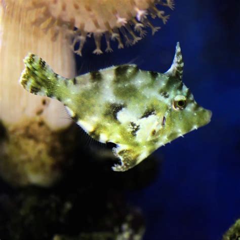 Green Filefish Aka BristleTail Filefish Acreichthys Tomentosus Keys