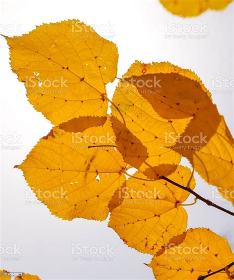 하늘과 백라이트에 대한 린든의 노란색 잎 린든의 잎에서 가을 배경입니다 황색 단풍 0명에 대한 스톡 사진 및 기타 이미지 0