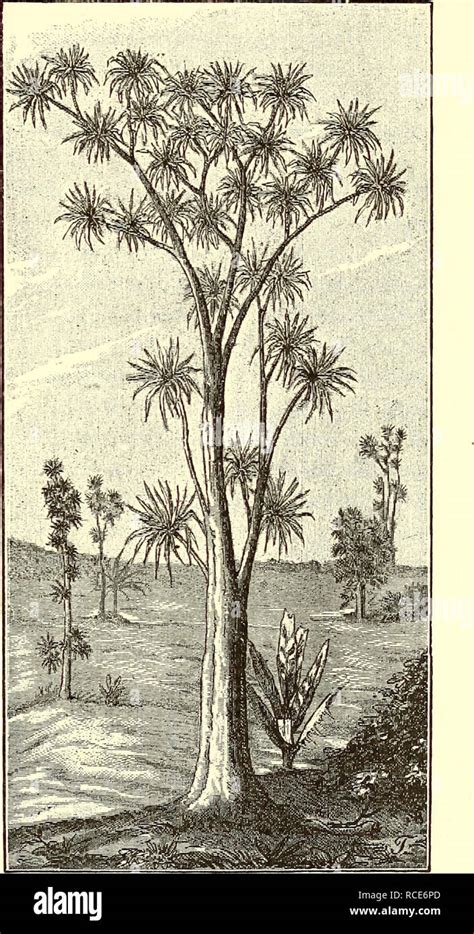 Discovery Of Lakes Rudolf And Stefanie A Narrative Of Count Samuel