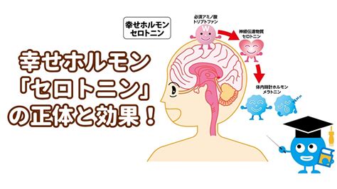 幸せホルモン「セロトニン」の正体と効果！分泌を促す方法を解説 ハピネスサンクなぎ