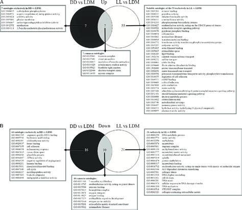 Venn Diagrams Of Gene Ontologies Go Comparing Different Photoperiods Download Scientific
