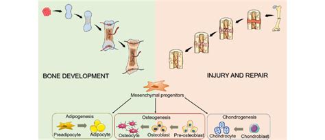 Mps Are Essential To Skeletal Development And Repair Download Scientific Diagram