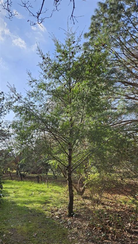 Pseudotsuga Sinensis Trees And Shrubs Online