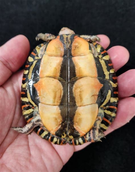 コスタリカアカスジヤマガメ マンヤマガメ レプタイルズショップ ペガサス