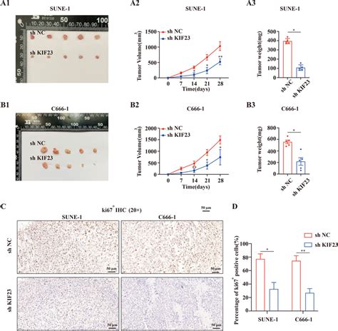 KIF23 Promotes Nasopharyngeal Cancer Proliferation In Vivo A1B3