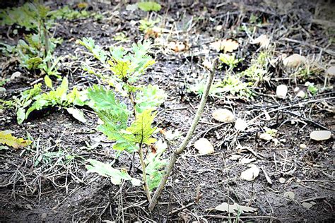 Aproape opt milioane de puieţi forestieri plantaţi până ieri în