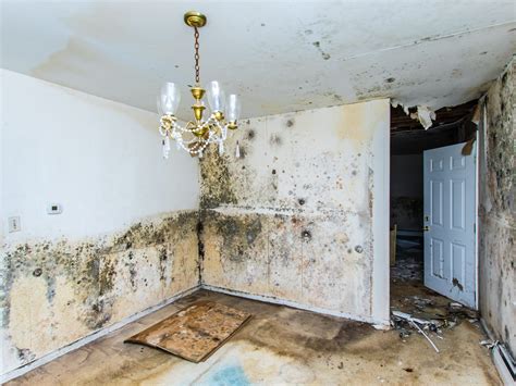 Indicators You May Have Mold Asbestos Project Management