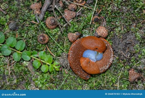 Close Up Of European Red Slugs Arion Rufus Mating Stock Image Image