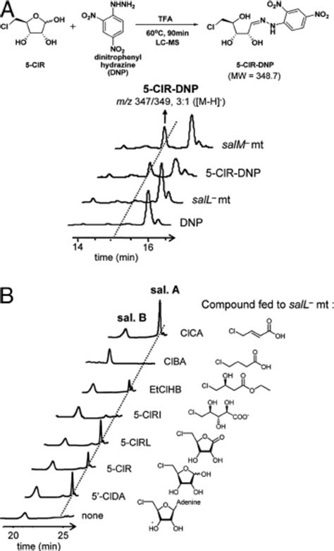 Chromatographic Analysis Of Intermediates In The Chloroethylmalonyl Coa