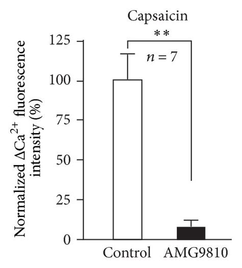 The Effects Of Trpv1 Antagonist Capsazepine On The Immepip Induced