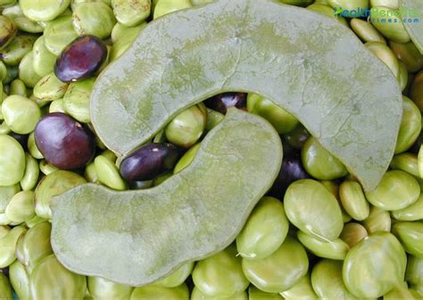 7 Amazing Ngapi Nut Facts And Health Benefits