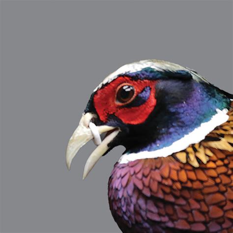 White Maxi C Bits For Bitfitter C 1000 Pack