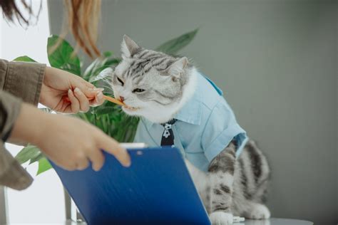 对！没错，就是被这只小猫咪拿捏了，还骗了我好几根猫条