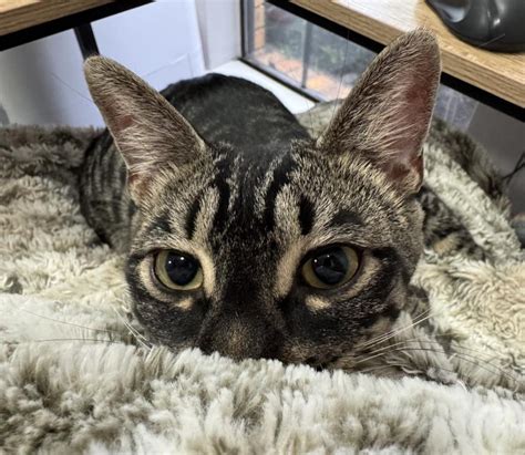 Choco Cat Male Bengal Cat For Sale In Texas United States Profile Id 264360