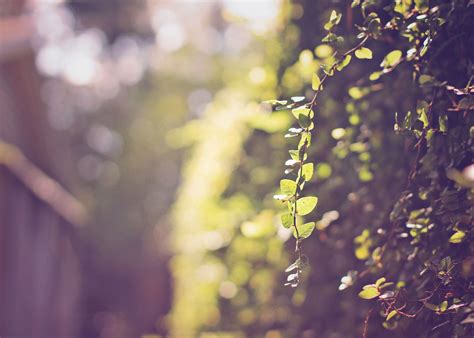 Wallpaper 2048x1463 Px Depth Of Field Plants 2048x1463