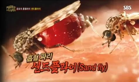 고온다습 여름 앞두고 ‘불청객 흡혈 먹파리·화상벌레·작은소피참진드기 주의보 세계일보