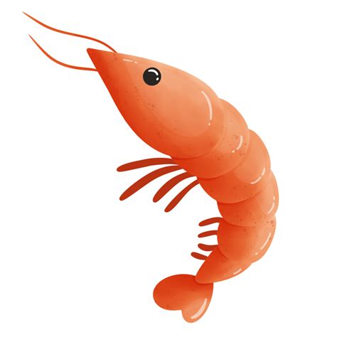 Cute Shrimp Drawing