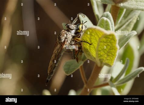 Killer Fly Asilidae Eating The Juice Of A Syrphidae Bee Fly On A