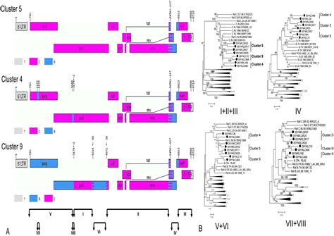 Figure 4 From High Prevalence Of Hiv 1 Intersubtype B′ C Recombinants