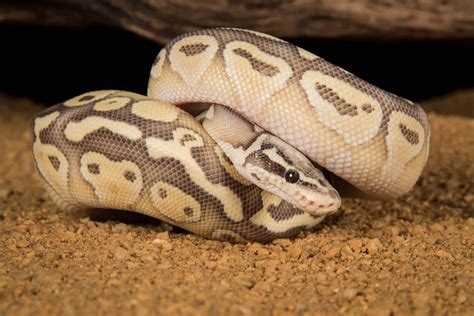 Ball Python Mouth Rot Prevention Symptoms And Treatment • Terrarium Quest