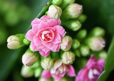 Tiny Roses Photograph By Lauren King Fine Art America