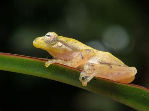 Tree Frog Golden Glass Frog On A Tree Branch Stock Image Image Of