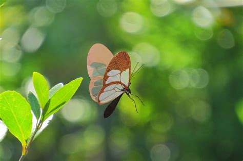The Butterfly Model 3d On Behance