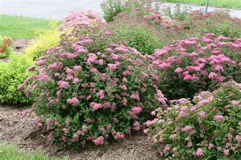 Spirea Shrubs
