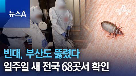 빈대 부산도 뚫렸다일주일 새 전국 68곳서 확인 뉴스a Youtube