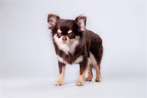Um pequeno chihuahua peludo fofo depois de lavar e aliciar em um salão de cachorro em um fundo