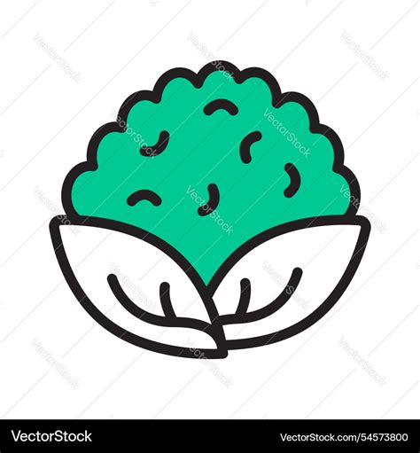 Cauliflower Royalty Free Vector Image Vectorstock