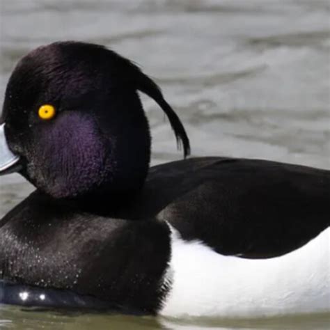 Chaoying Wu Southwest University In Chongqing Beibei Swu School