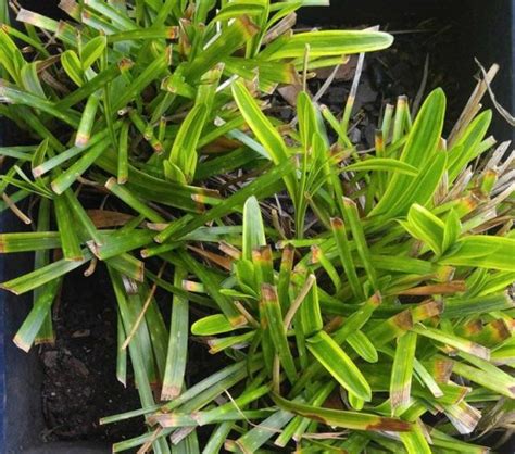 Transplanting Monkey Grass Liriope Division The Gardening Cook