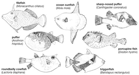 Filefish Marine Reef Carnivorous Britannica