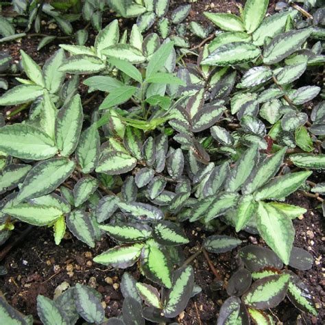 Pellionia Pulchra Pellionia Repens Plant Care And How To Grow Water