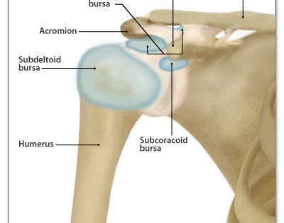 Shoulder Bursa Anatomy The Shoulder Joint Contains 4 Main Bursae The