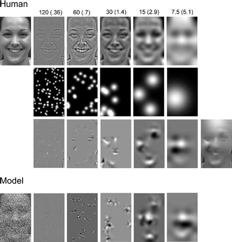 Figure 1 From Transmission Of Facial Expressions Of Emotion Co Evolved With Their Efficient