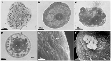 Placozoans Syncytial Layer