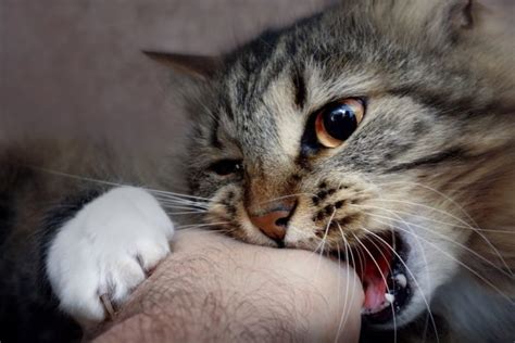 Cat Bite Infections 13 Critical Vet Approved Signs To Watch For Hepper
