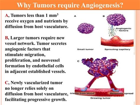 Angiogenesis In Health And Disease Pptx