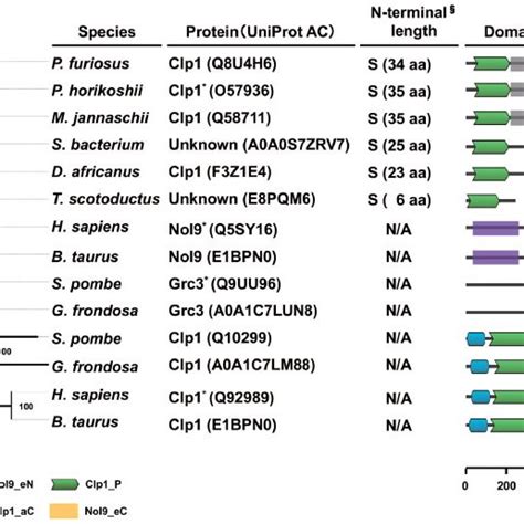 -Scattered and restricted distribution of Clp1-related proteins on ...