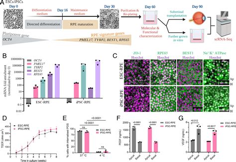 Single Cell Transcriptomics Reveals Maturation Of Transplanted Stem