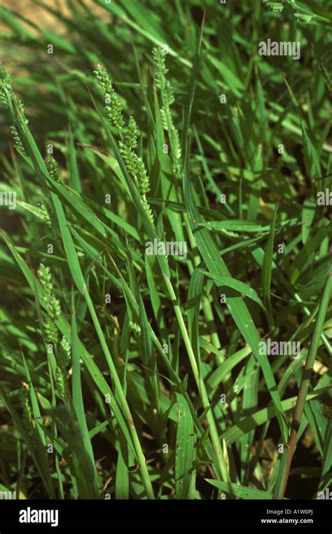 Awnless Barnyardgrass Jungle Rice Echinochloa Colonum Flowering Grass
