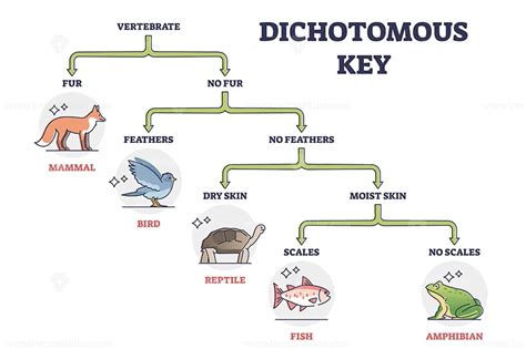 Dichotomous Key Activity Taxonomy Classification Anddichotomouskeys
