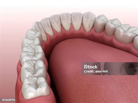 하악 인간 잇몸과 치아 의학적으로 정확한 치아 3d 일러스트레이션 개과에 대한 스톡 사진 및 기타 이미지 개과 건강관리와 의술 디자인 Istock