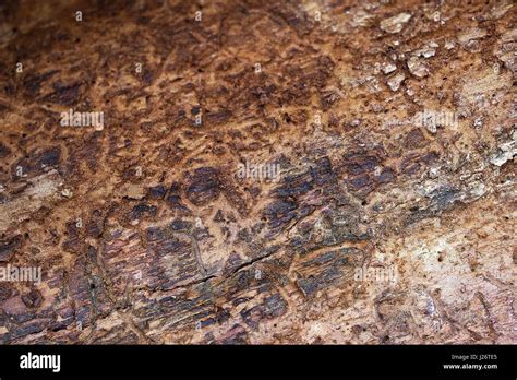 Pine Tree Bark Texture Or Background Close Up Stock Photo Alamy