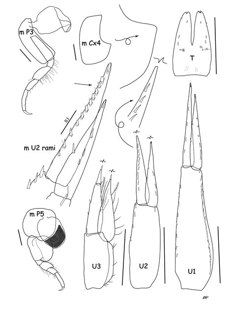 Fig 17 In New Deep Sea Atlantic And Antarctic Species Of