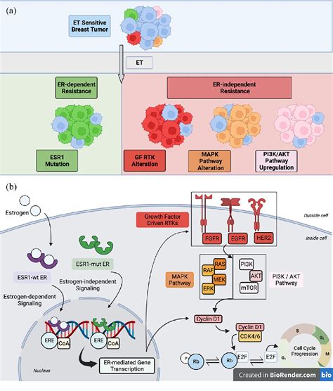 Figure 1 From Next Generation Selective Estrogen Receptor Degraders And
