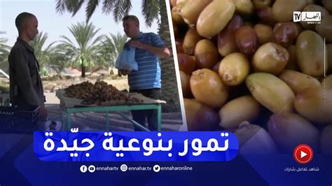 بسكرة قبيل موسم جني التمور باكورة التمر مقصد مستعملي الطريق Youtube